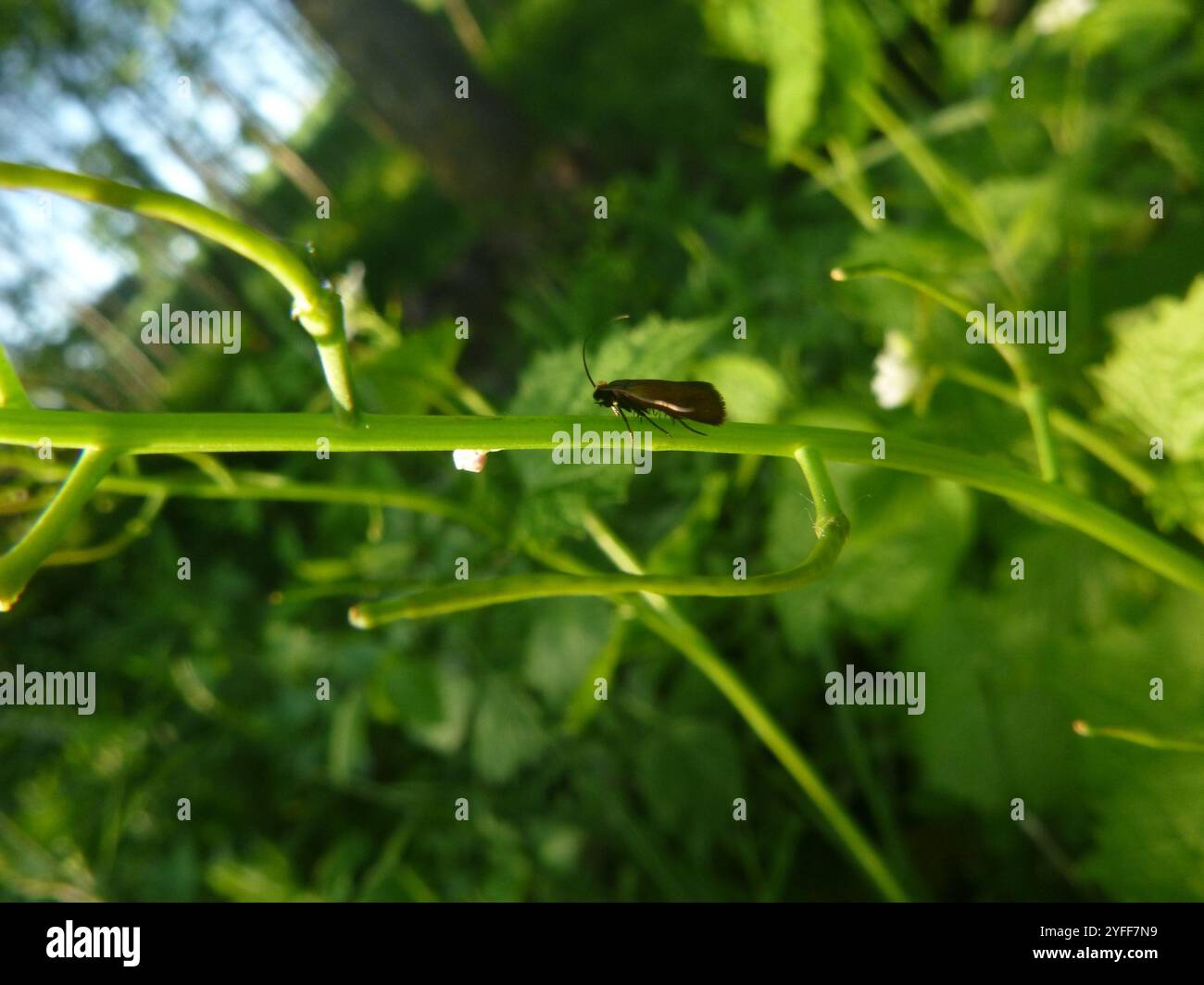 Meadow Longhorn (Cauchas rufimitrella Stock Photo - Alamy