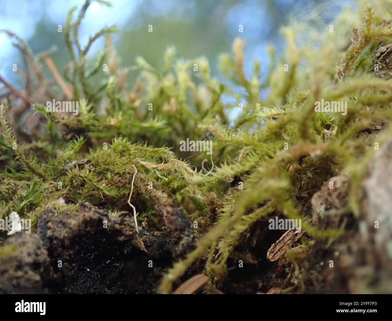 Pendulous Wing-moss (Antitrichia curtipendula Stock Photo - Alamy