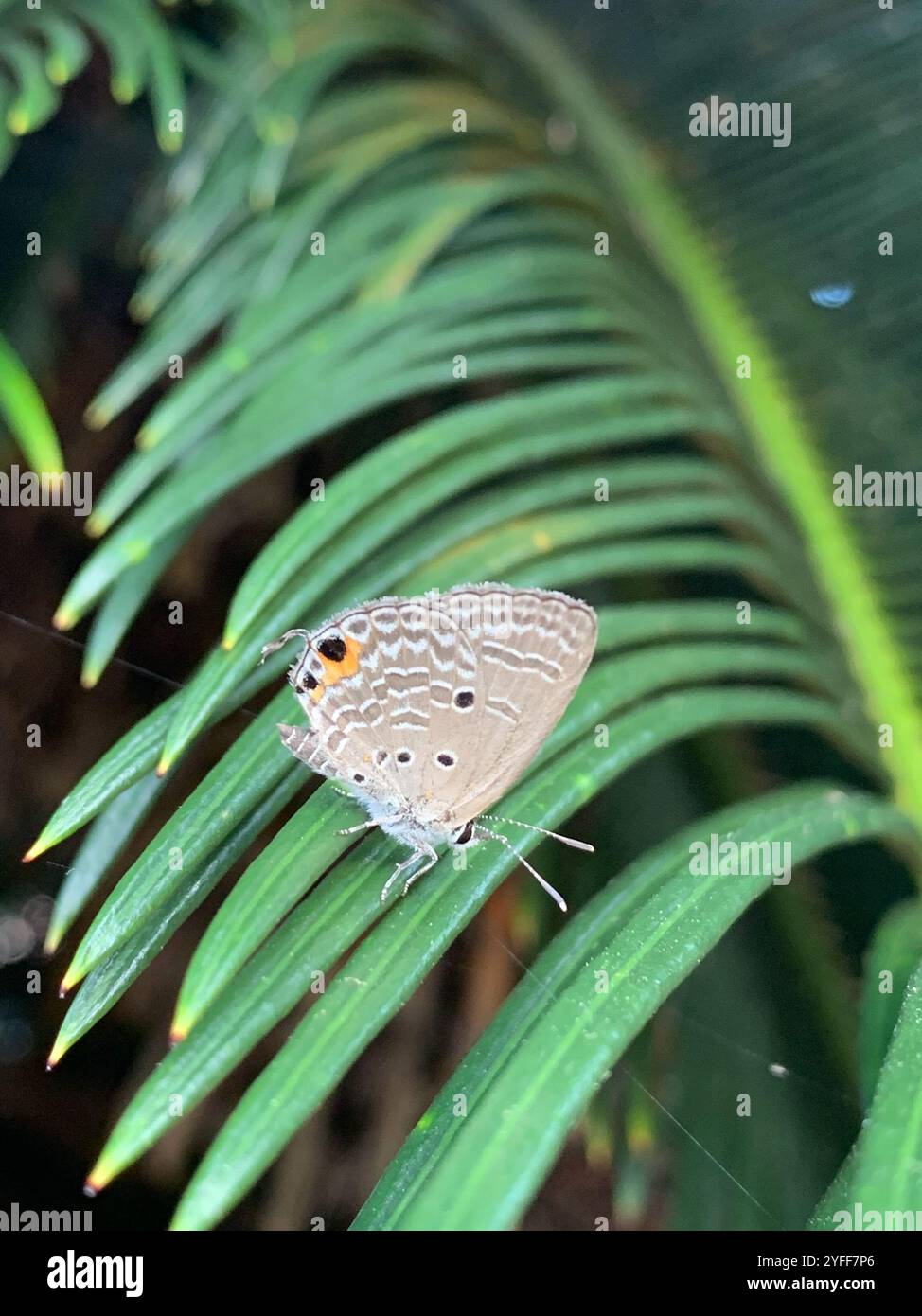 Luthrodes pandava hi-res stock photography and images - Alamy