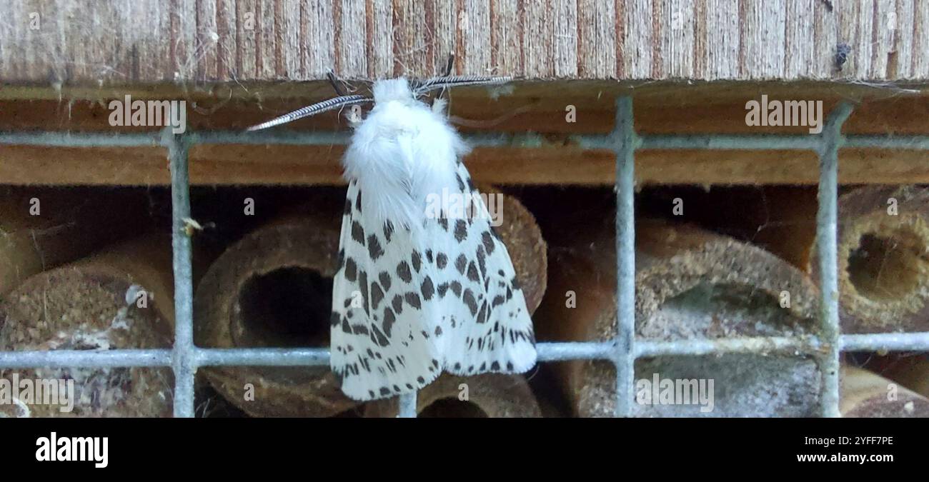 Fall Webworm Moth (Hyphantria cunea Stock Photo - Alamy