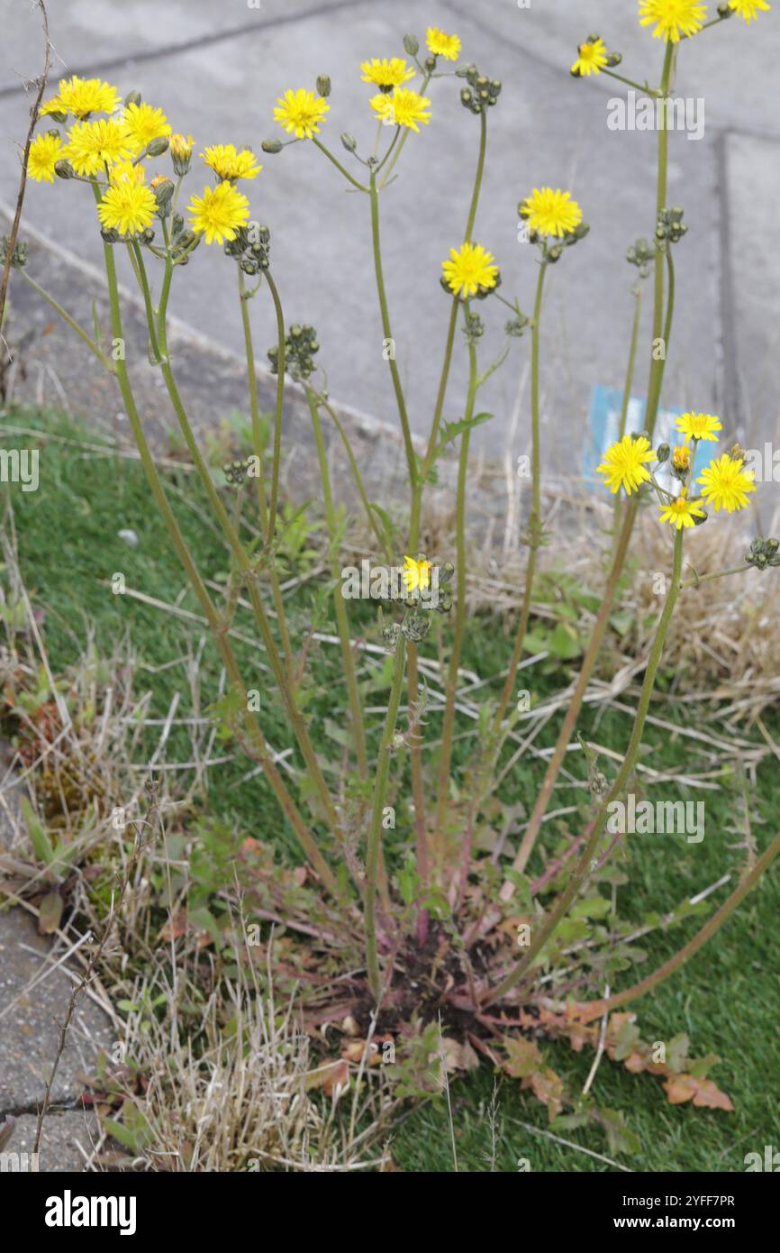 Beaked Hawksbeard (Crepis vesicaria Stock Photo - Alamy