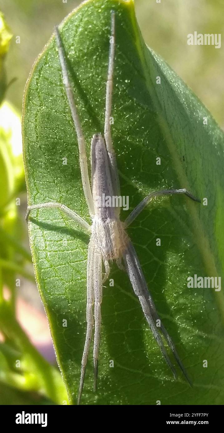 Slender Crab Spiders (Tibellus Stock Photo - Alamy