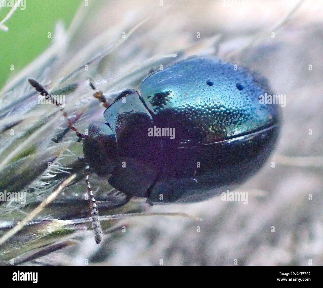 Willow Leaf Beetle (Plagiodera versicolora Stock Photo - Alamy