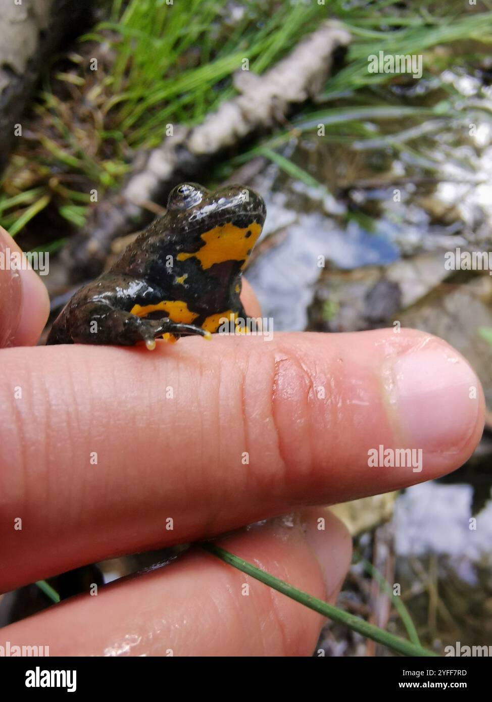 Yellow-bellied Toad (Bombina variegata Stock Photo - Alamy