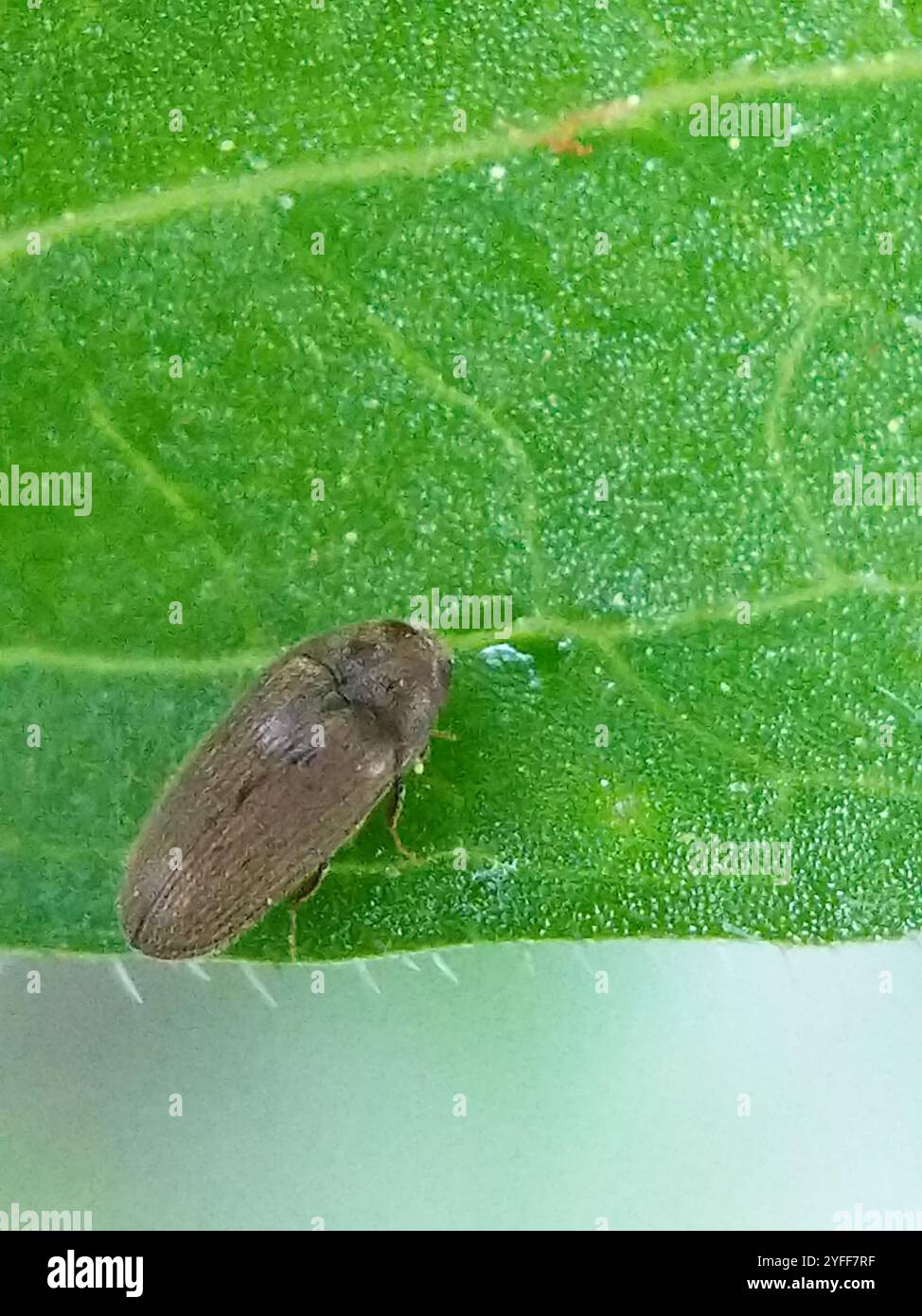 Small false click beetles (Throscidae Stock Photo - Alamy