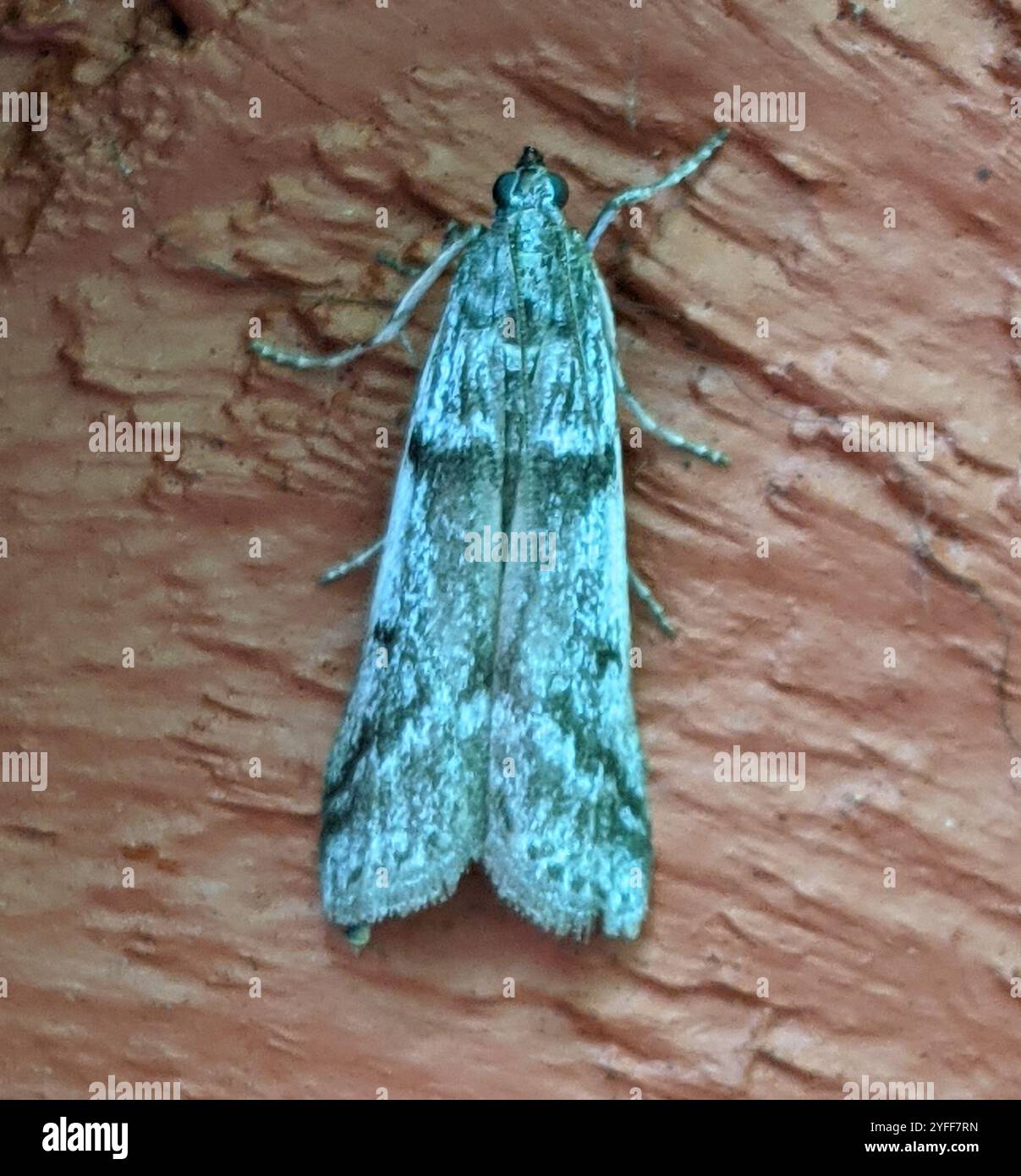 Gooseberry moth hi-res stock photography and images - Alamy