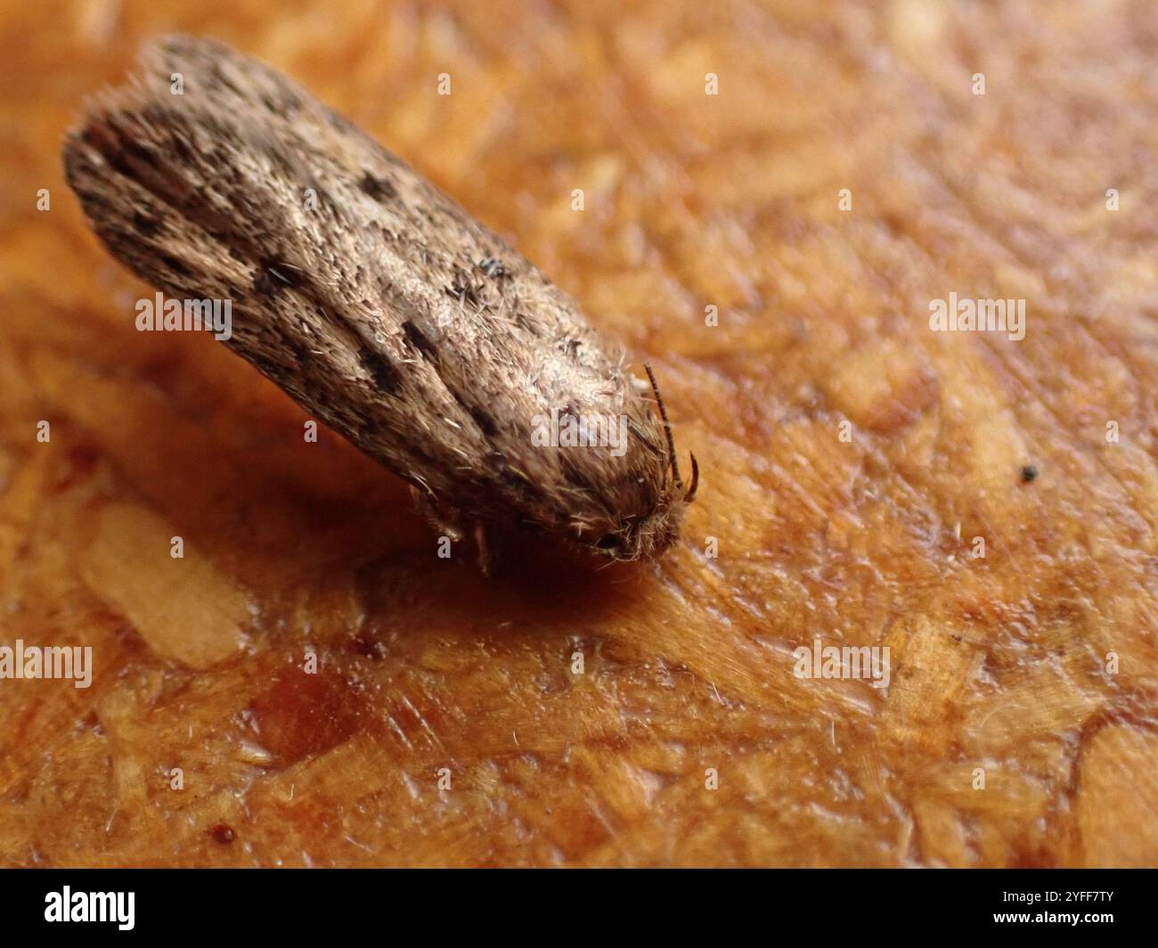Brown House Moth (Hofmannophila pseudospretella Stock Photo - Alamy