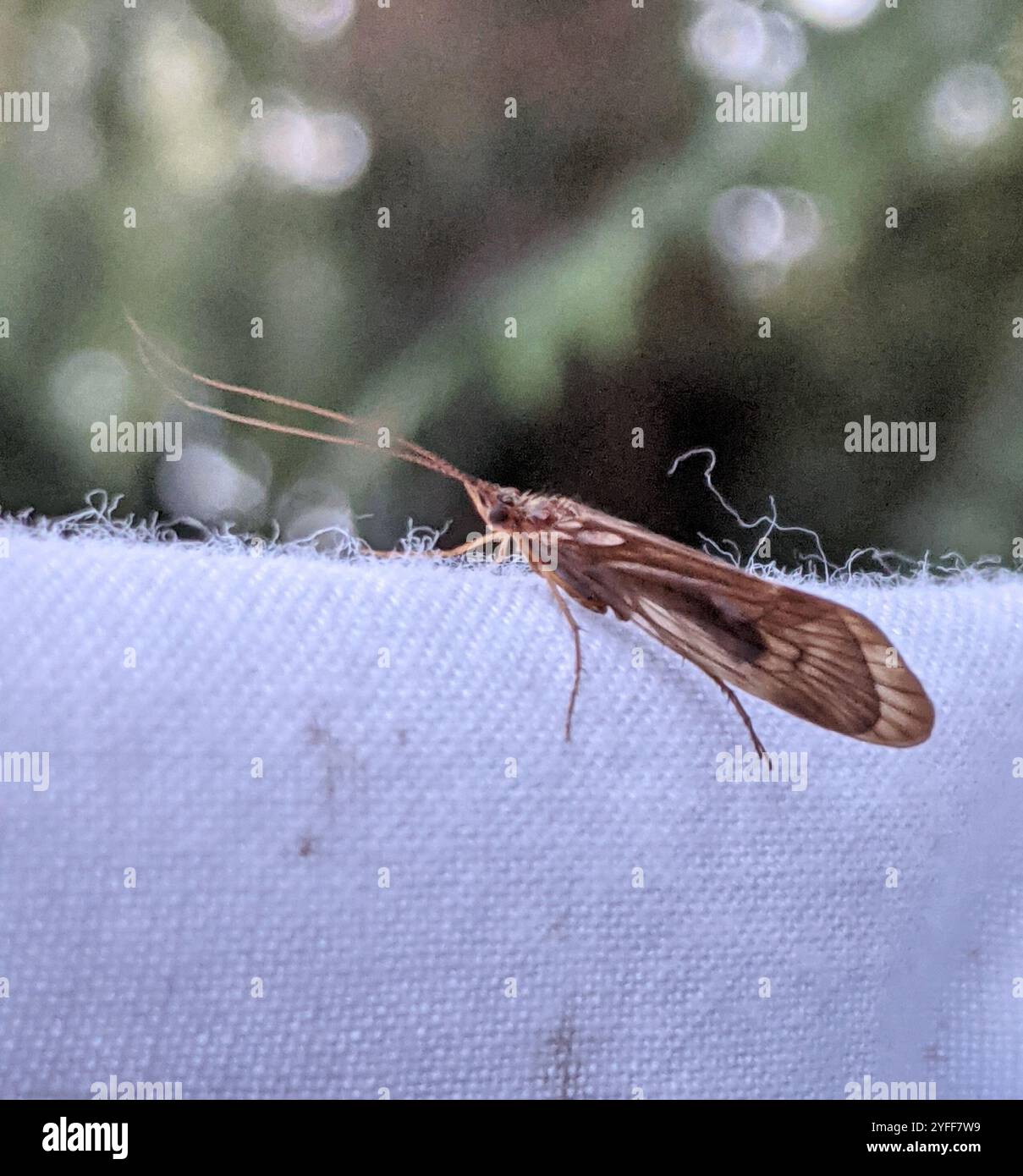 Northern Caddisflies (Limnephilidae Stock Photo - Alamy