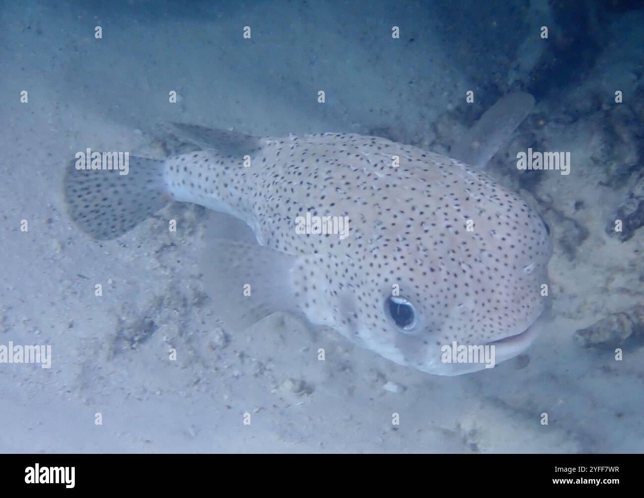 Spotted Porcupinefish (Diodon hystrix Stock Photo - Alamy