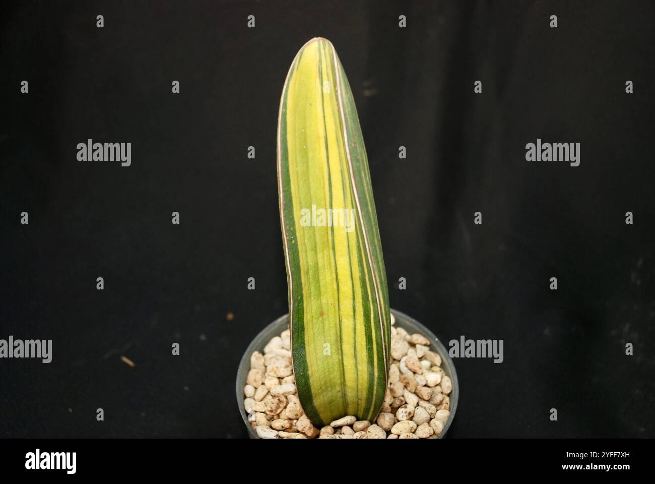 closeup photo of the top of sansevieria plant known as snake plant ...