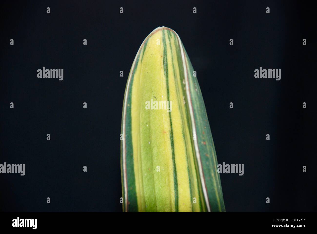 closeup photo of the top of sansevieria plant known as snake plant ...