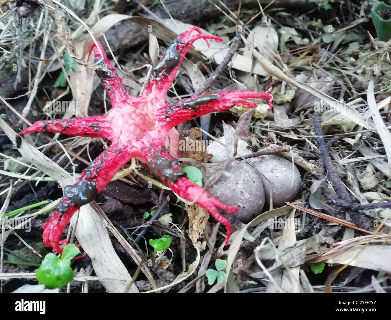 devil's-fingers (Clathrus archeri Stock Photo - Alamy