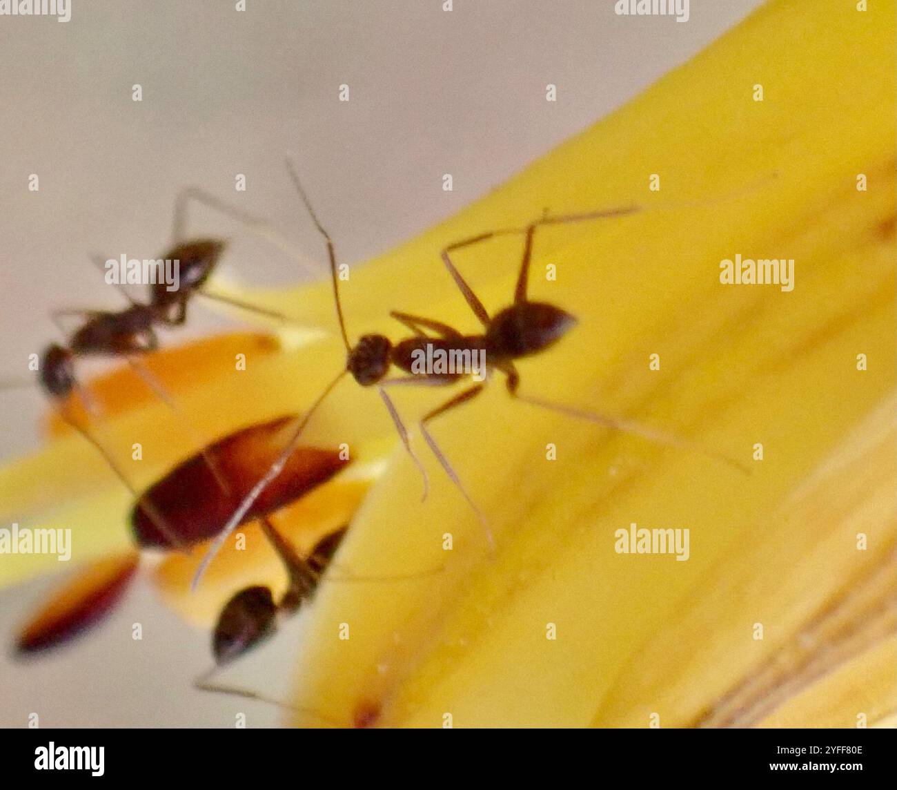 Longhorn Crazy Ant (Paratrechina longicornis Stock Photo - Alamy