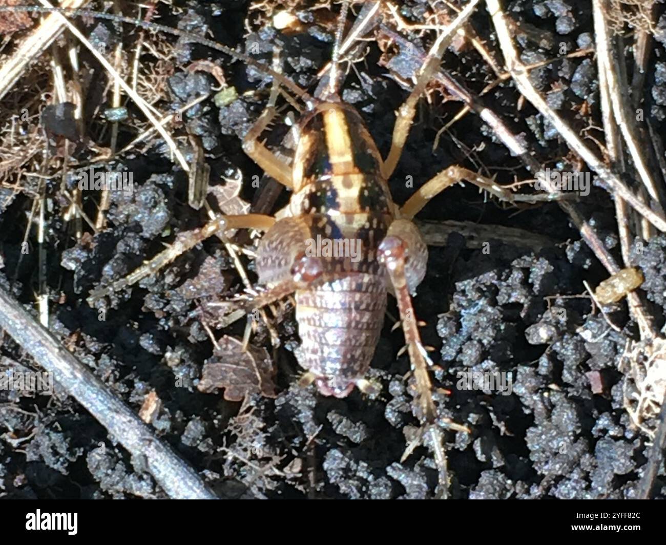 Cave crickets hi-res stock photography and images - Alamy