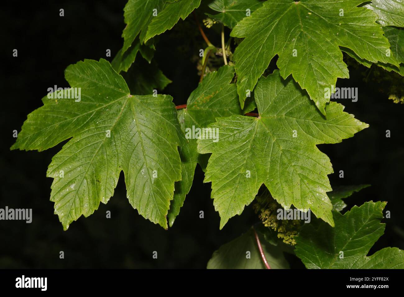 sycamore maple (Acer pseudoplatanus Stock Photo - Alamy