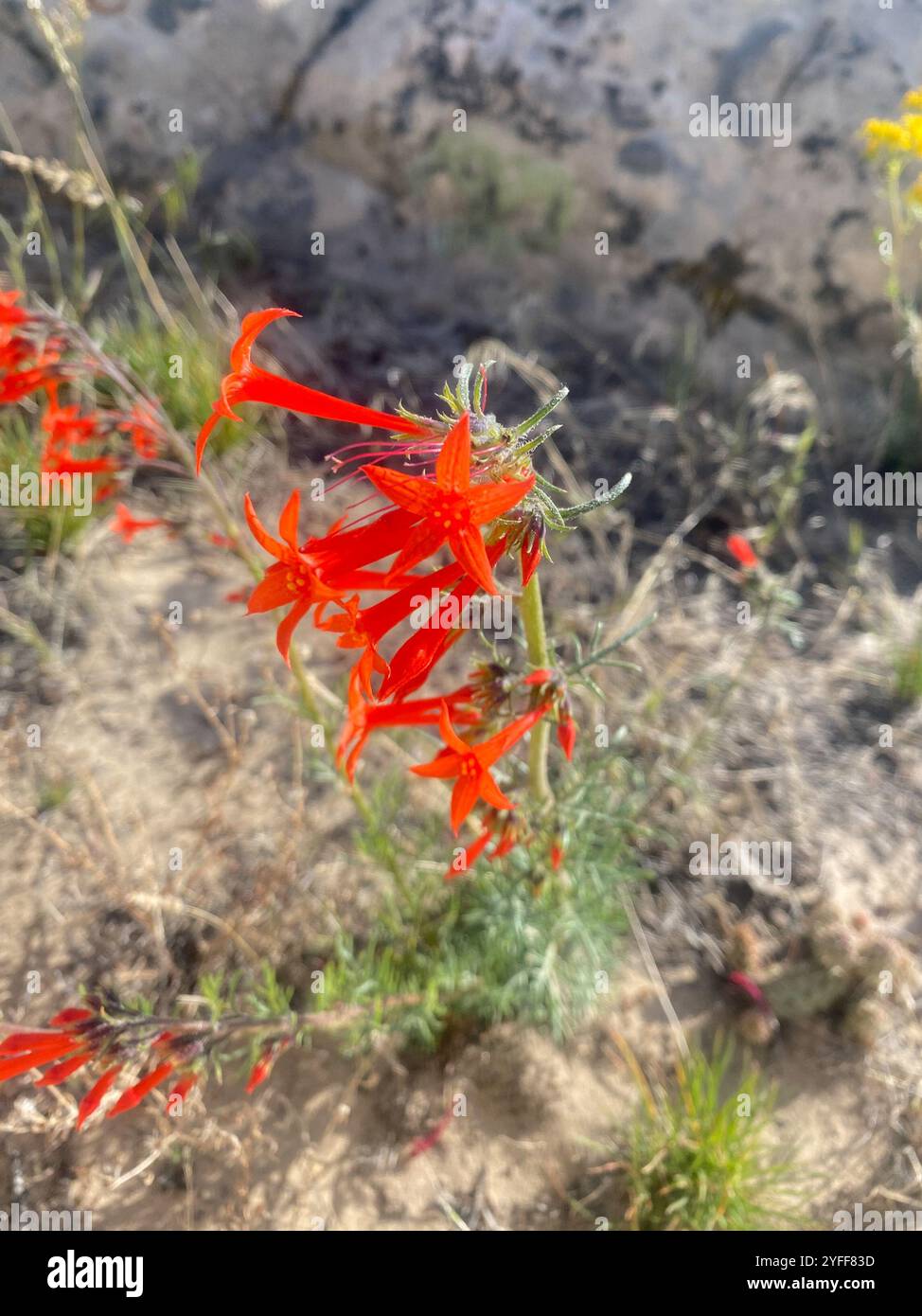 Scarlet Gilia (Ipomopsis aggregata Stock Photo - Alamy