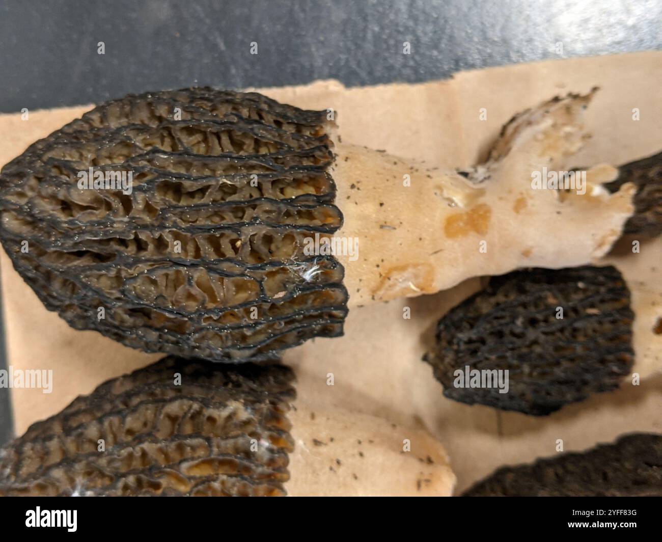 Landscaping Black Morel (Morchella importuna Stock Photo - Alamy