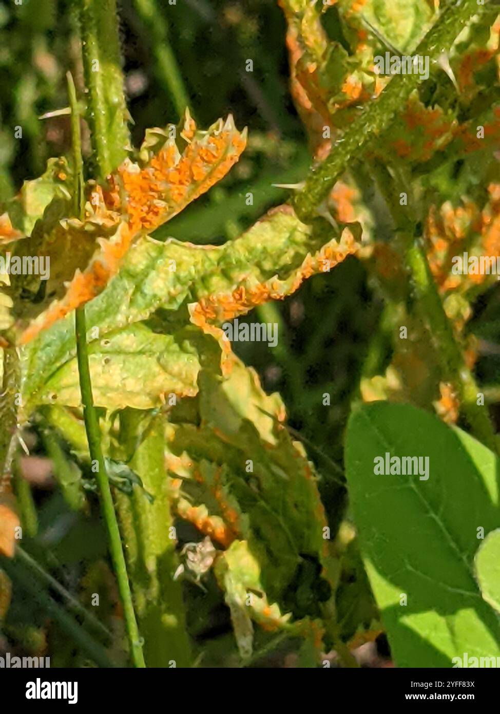 blackberry orange rust (Gymnoconia peckiana Stock Photo - Alamy