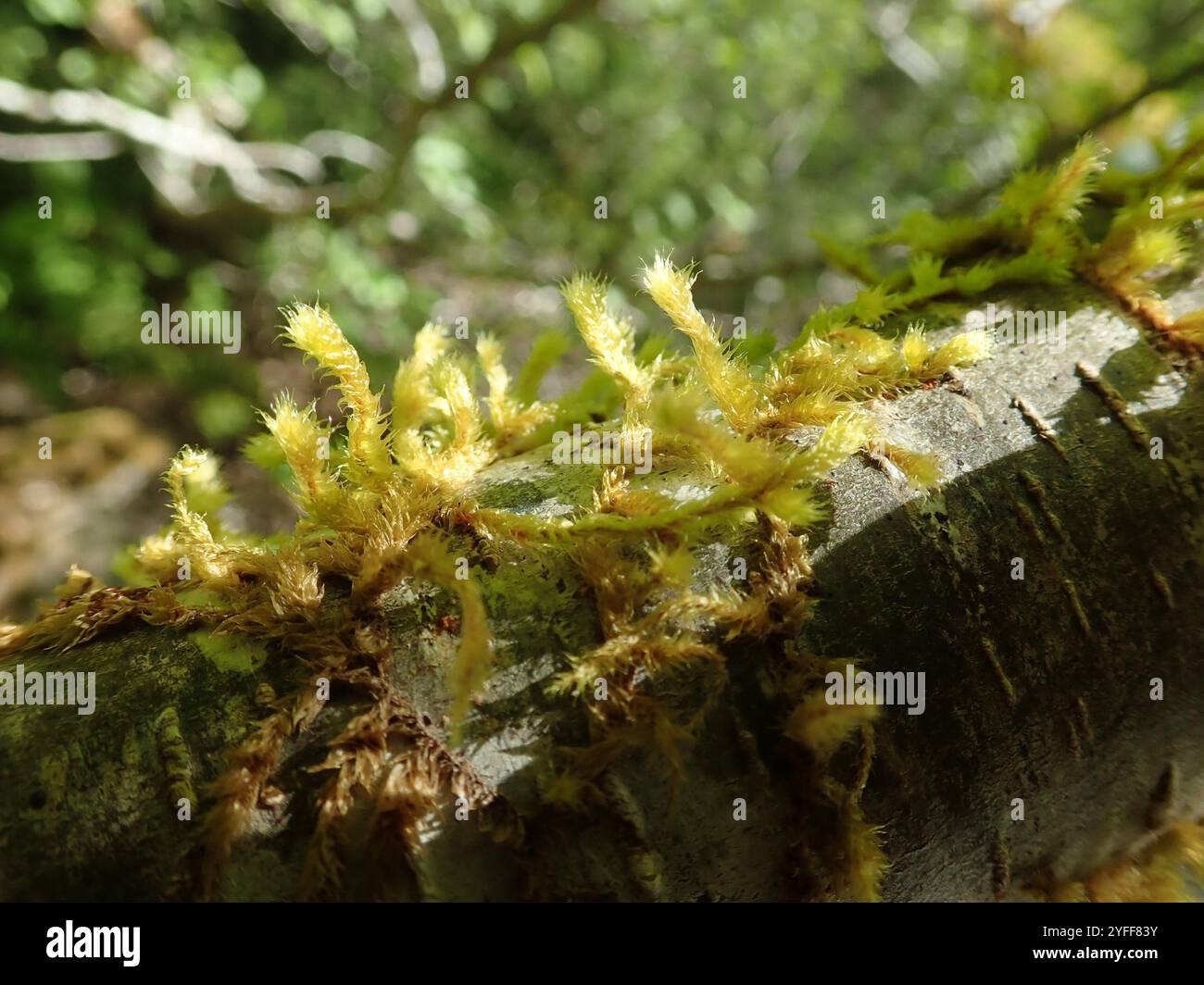 Pendulous Wing-moss (Antitrichia curtipendula Stock Photo - Alamy