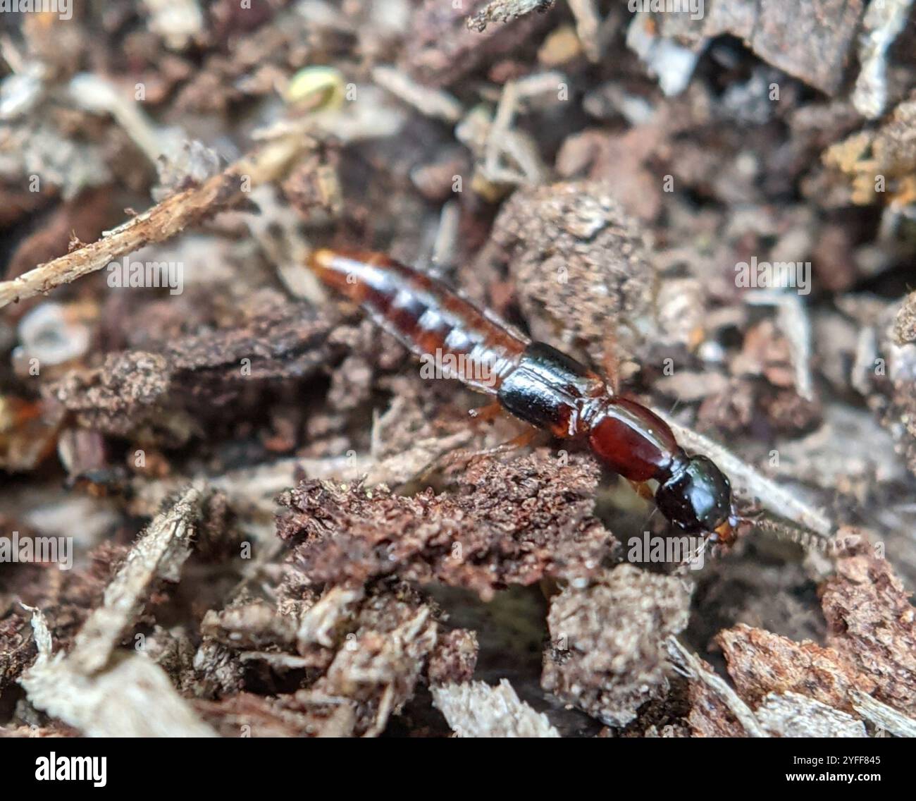 bark rove beetle (Atrecus affinis Stock Photo - Alamy