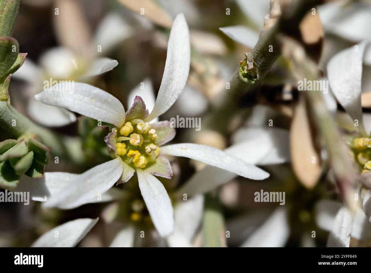 Spiny Greasebush (Glossopetalon spinescens Stock Photo - Alamy
