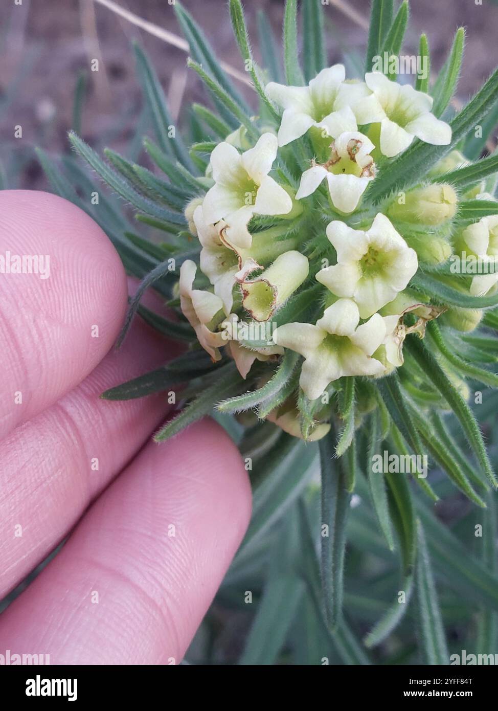 western stoneseed (Lithospermum ruderale Stock Photo - Alamy