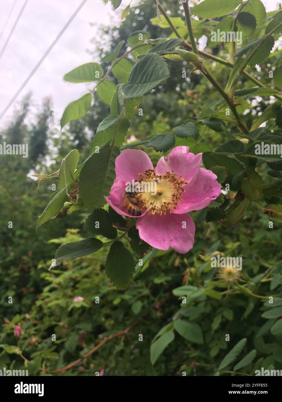 Nootka rose (Rosa nutkana Stock Photo - Alamy