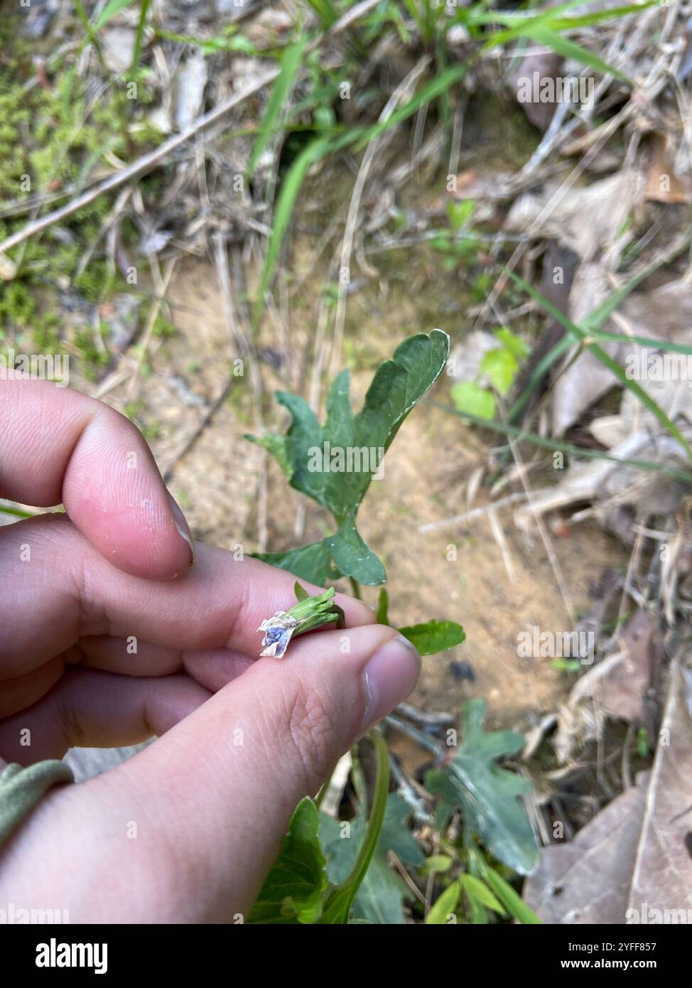 three-lobed violet (Viola palmata Stock Photo - Alamy