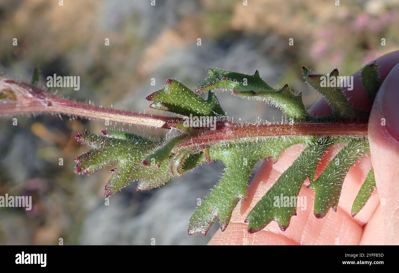 Senecio arenarius hi-res stock photography and images - Alamy