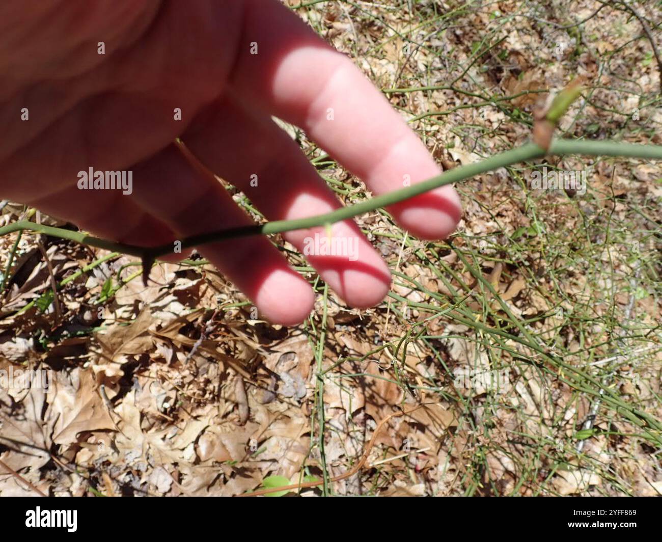 roundleaf greenbrier (Smilax rotundifolia Stock Photo - Alamy