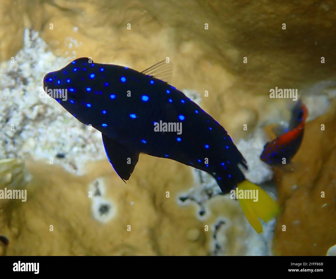 Yellowtail Damselfish (Microspathodon chrysurus Stock Photo - Alamy