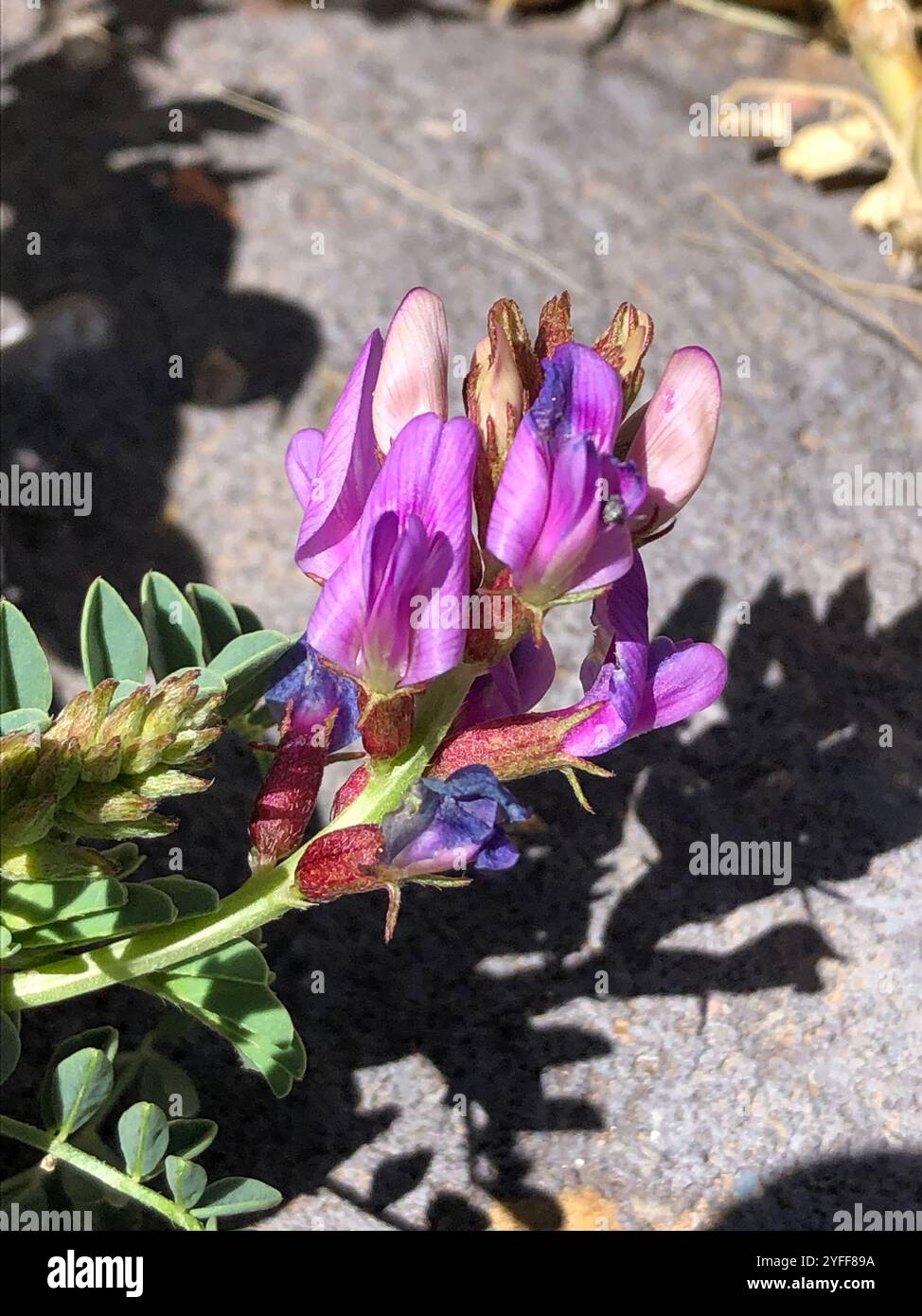 Freckled milkvetch hi-res stock photography and images - Alamy