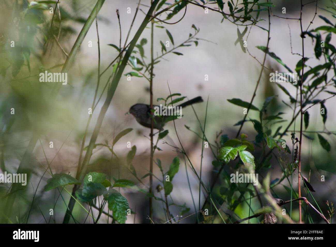 Wrentit (Chamaea fasciata Stock Photo - Alamy
