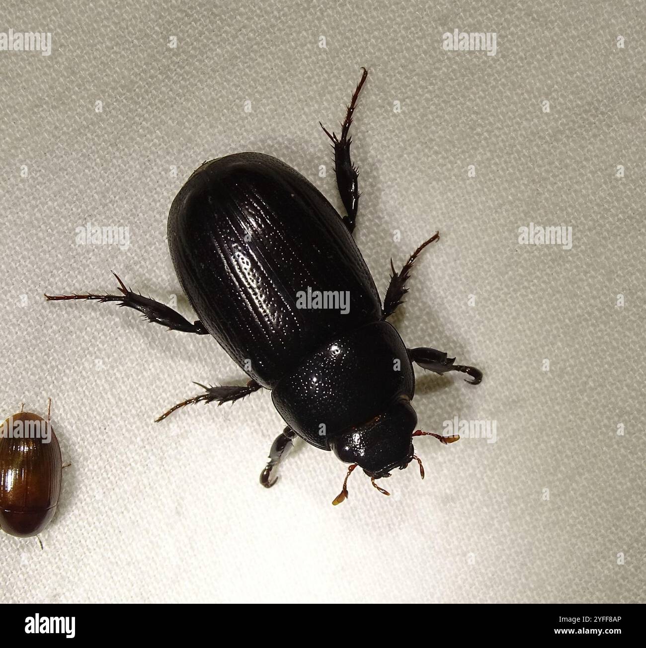 Rice Beetle (Dyscinetus morator Stock Photo - Alamy