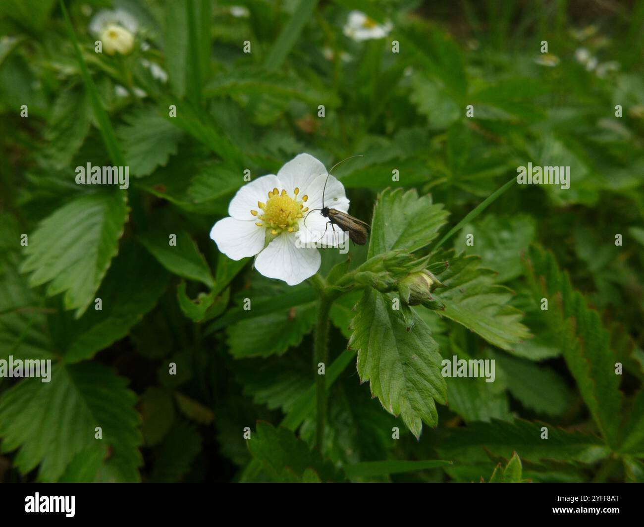 Meadow Longhorn (Cauchas rufimitrella Stock Photo - Alamy