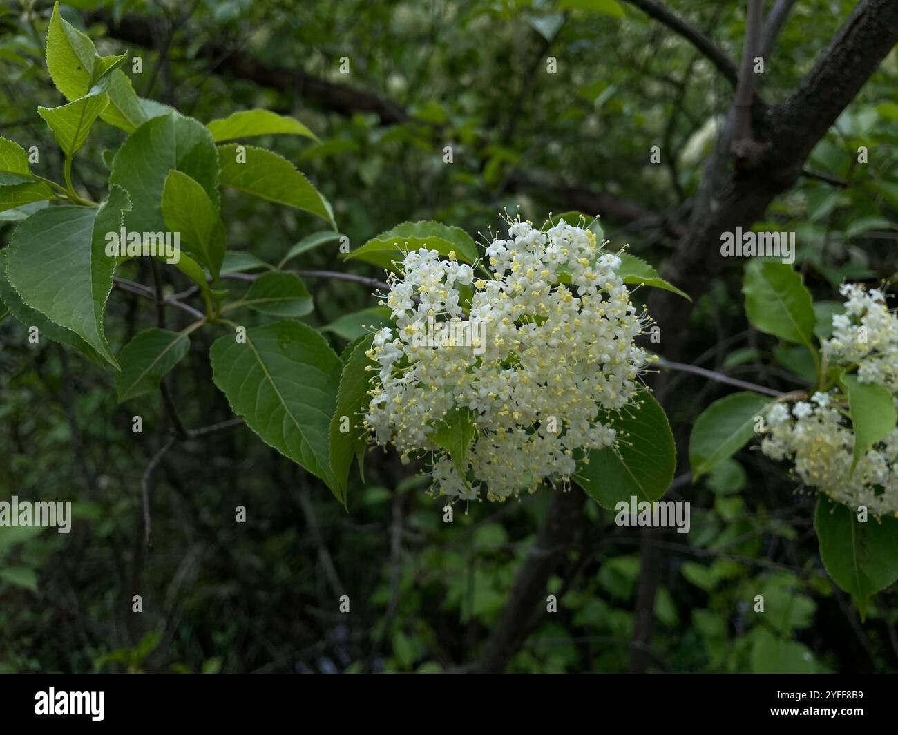 nannyberry (Viburnum lentago Stock Photo - Alamy