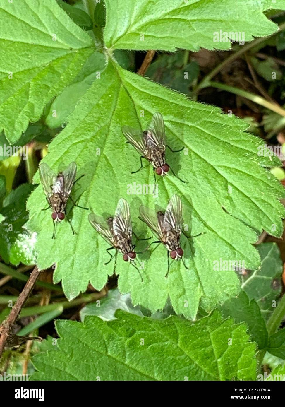 Root-maggot Flies (Anthomyiidae Stock Photo - Alamy