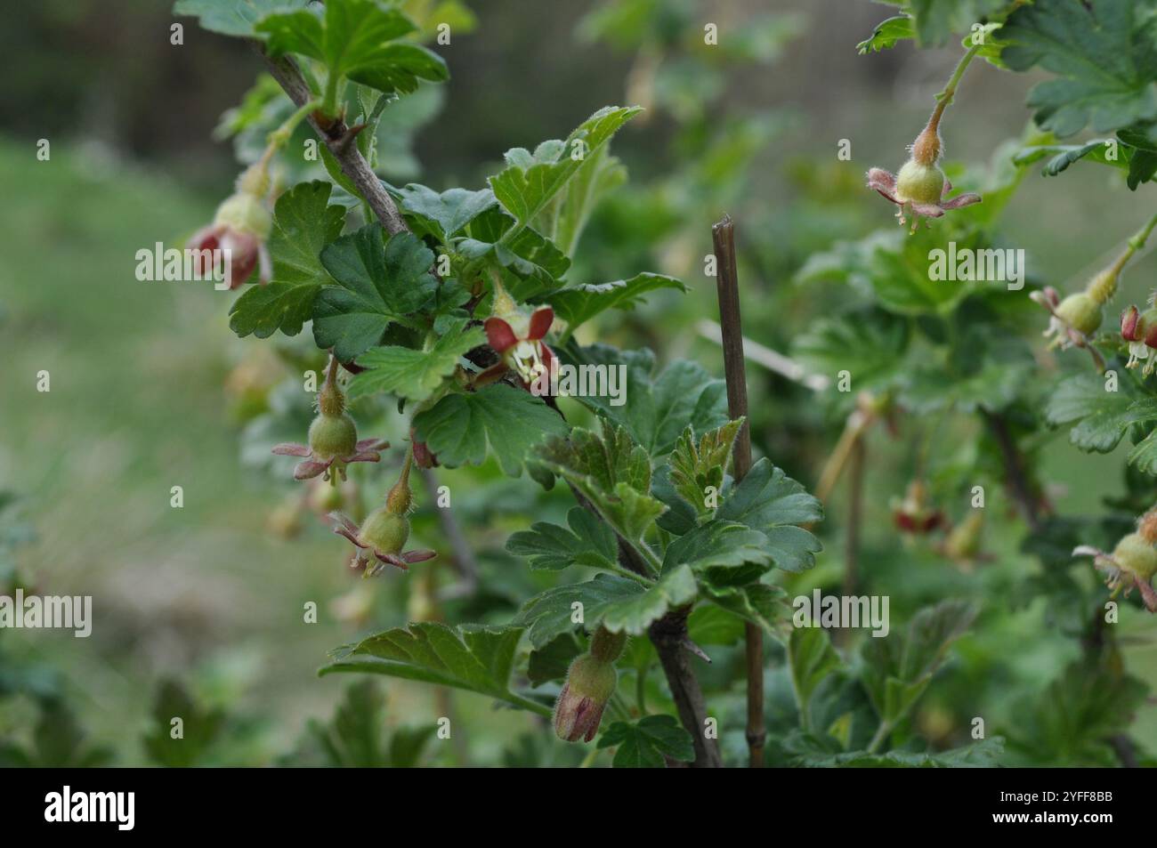 European gooseberry (Ribes uva-crispa Stock Photo - Alamy