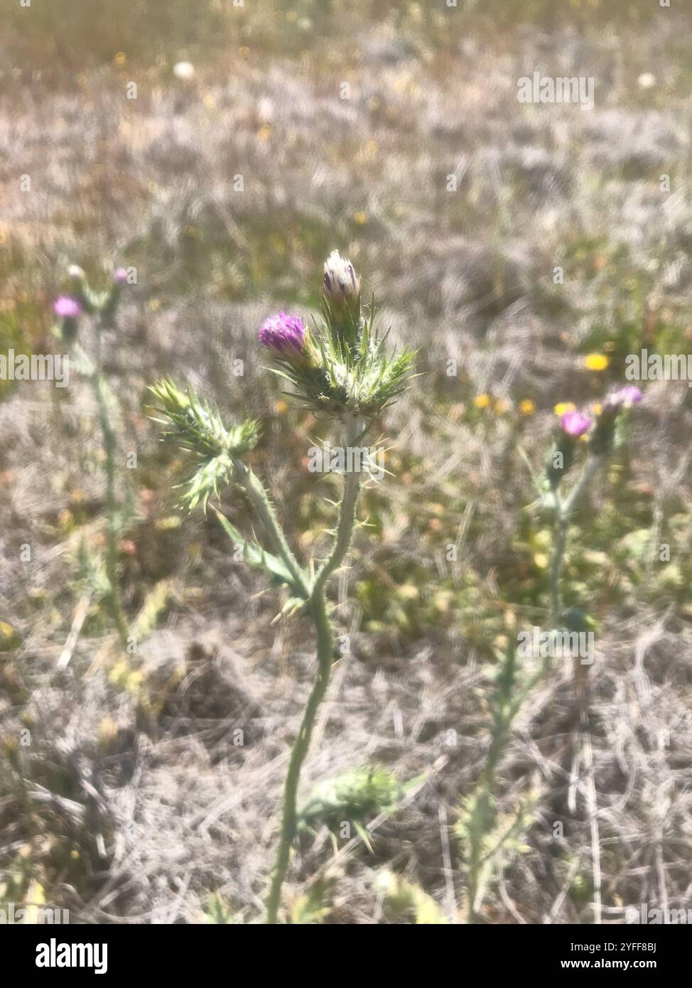 Italian thistle (Carduus pycnocephalus Stock Photo - Alamy