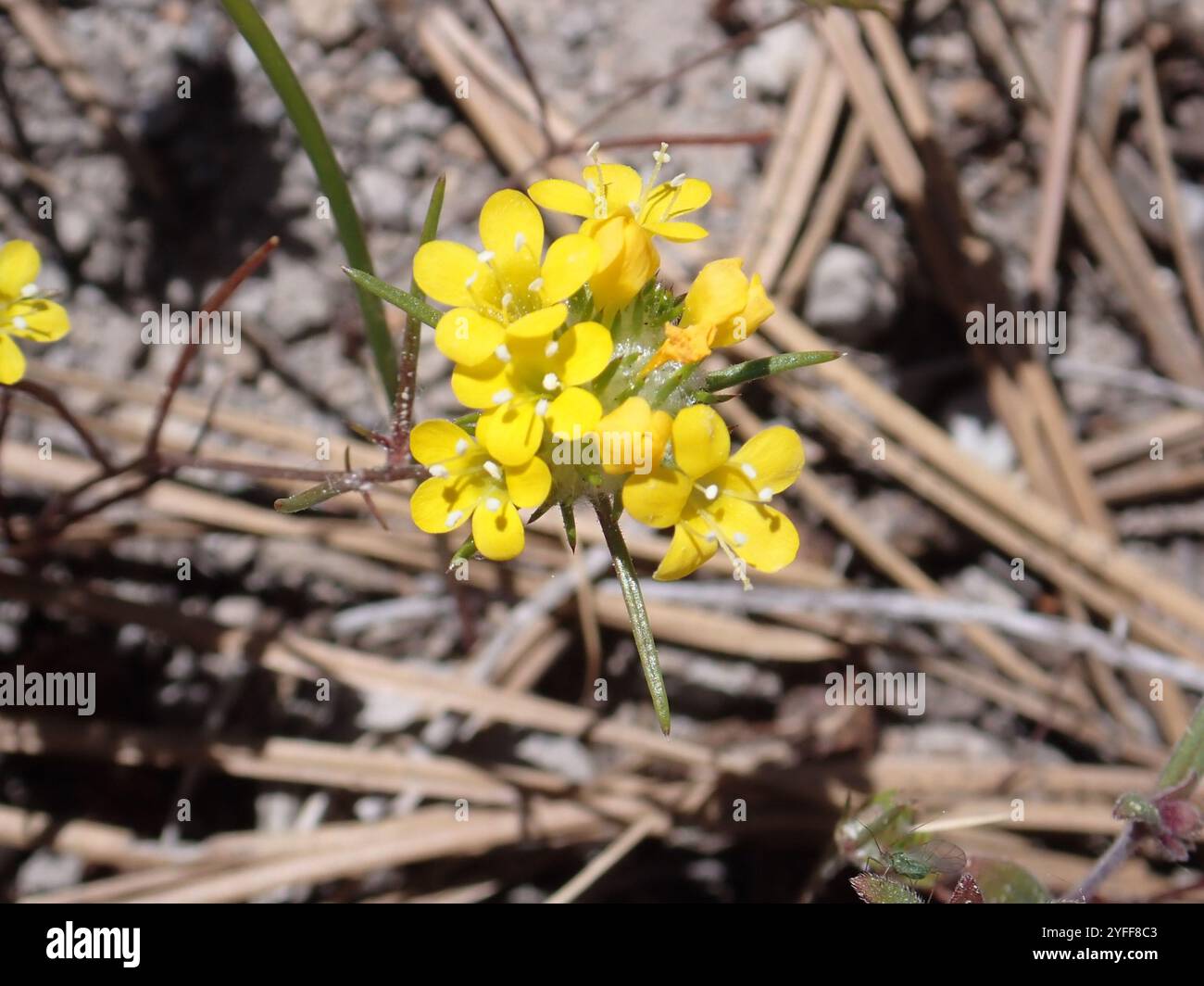 yellow bur navarretia (Navarretia prolifera lutea Stock Photo - Alamy