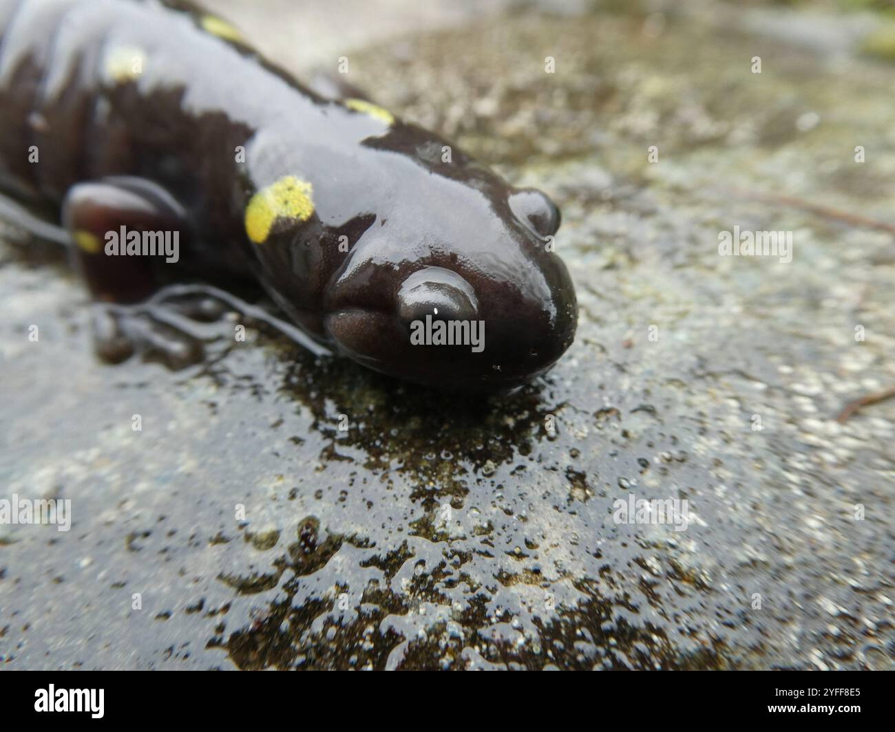 Spotted Salamander (Ambystoma maculatum Stock Photo - Alamy