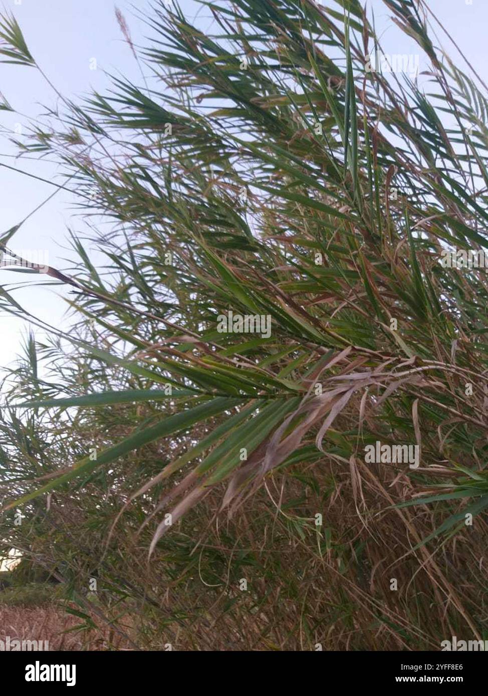 giant reed (Arundo donax Stock Photo - Alamy