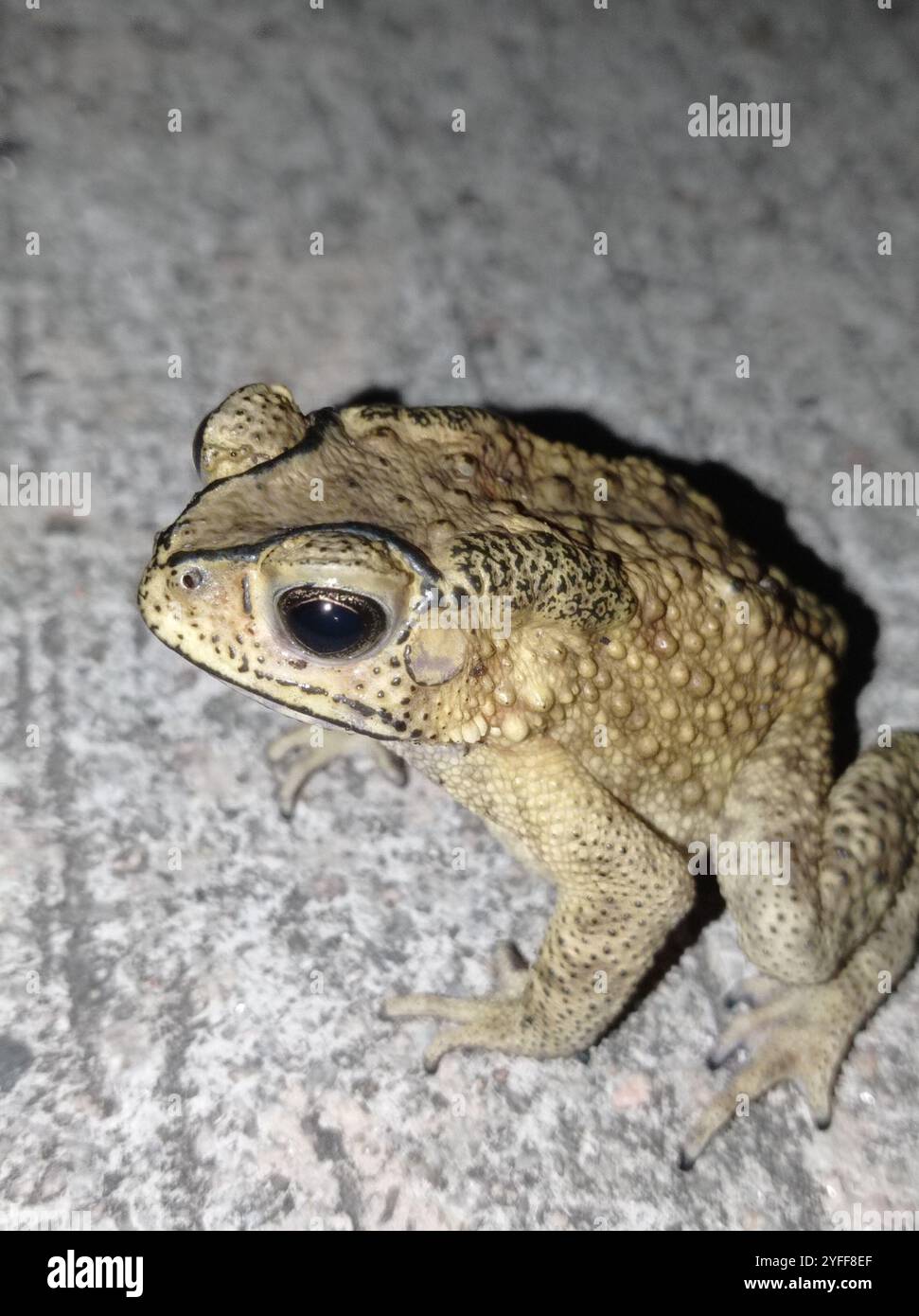 Asian Common Toad (Duttaphrynus melanostictus Stock Photo - Alamy