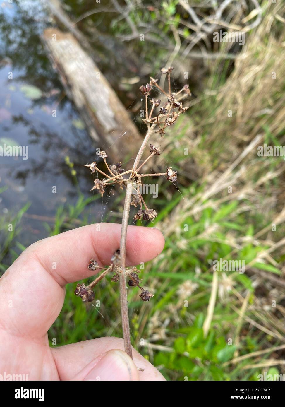 swamp loosestrife (Decodon verticillatus Stock Photo - Alamy