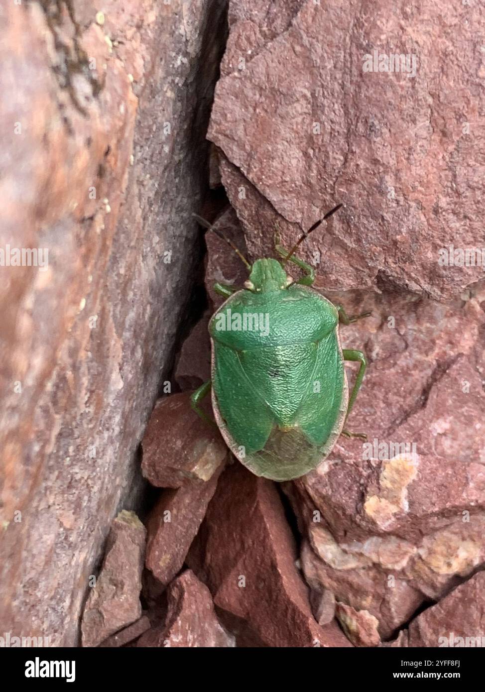 Chlorochroa hi-res stock photography and images - Alamy