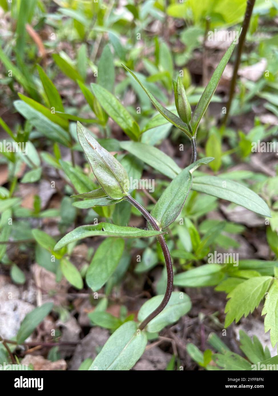blue phlox (Phlox divaricata Stock Photo - Alamy