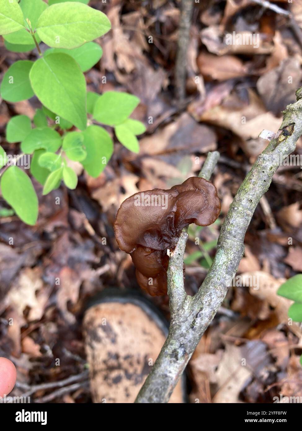 Leafy Brain (Phaeotremella foliacea Stock Photo - Alamy