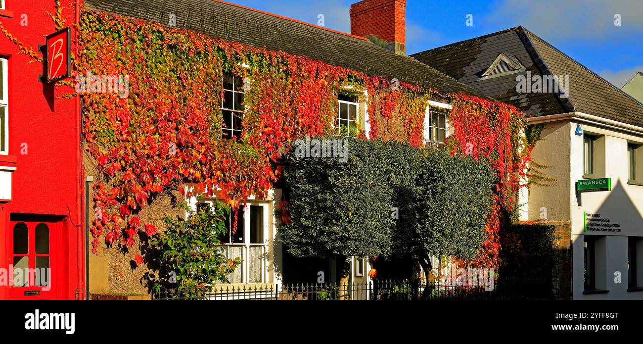 Parthenocissus quinquefoliain hi-res stock photography and images - Alamy