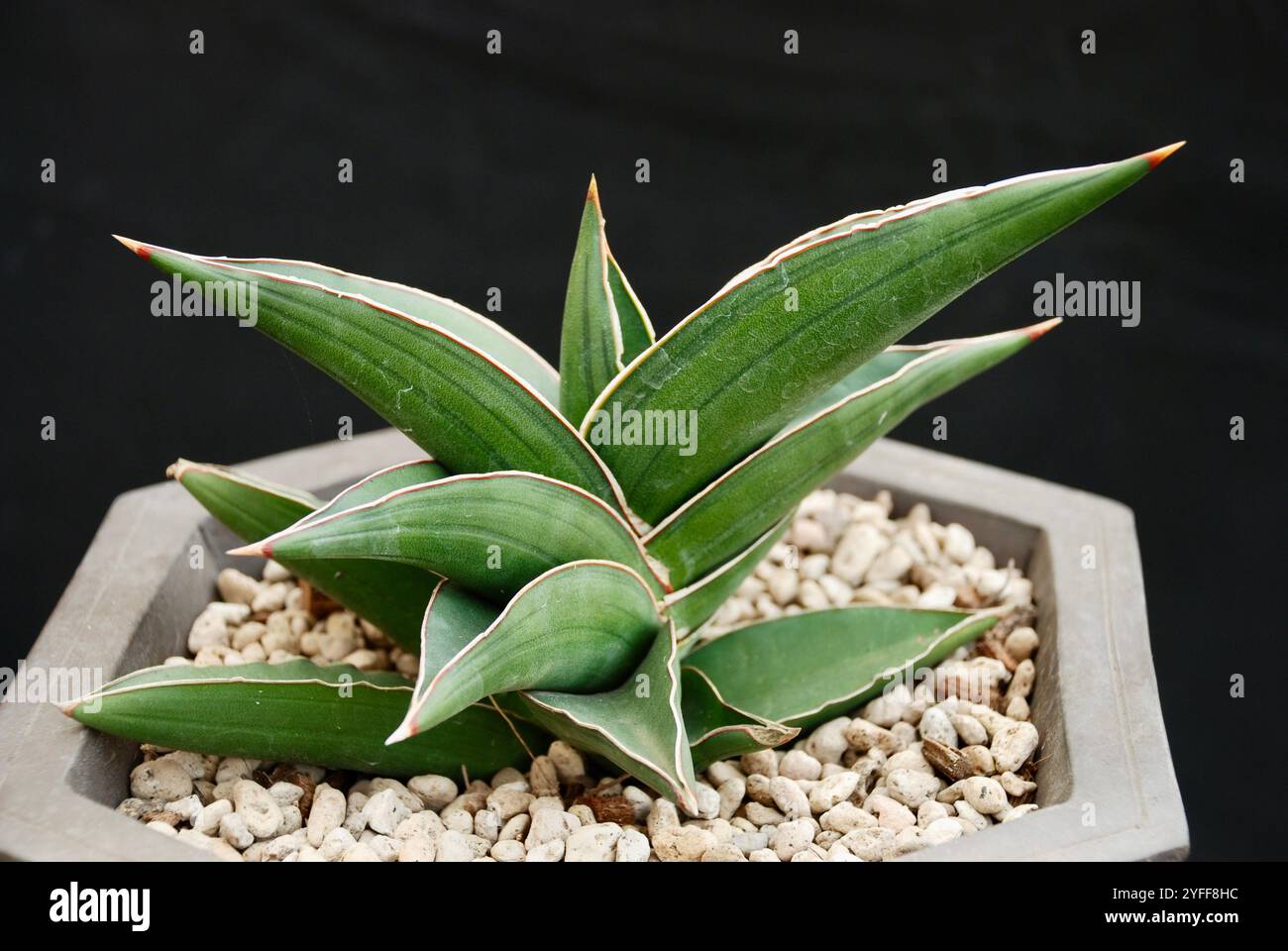 Closeup photo point of view mini Sansevieria plants isolated in black ...