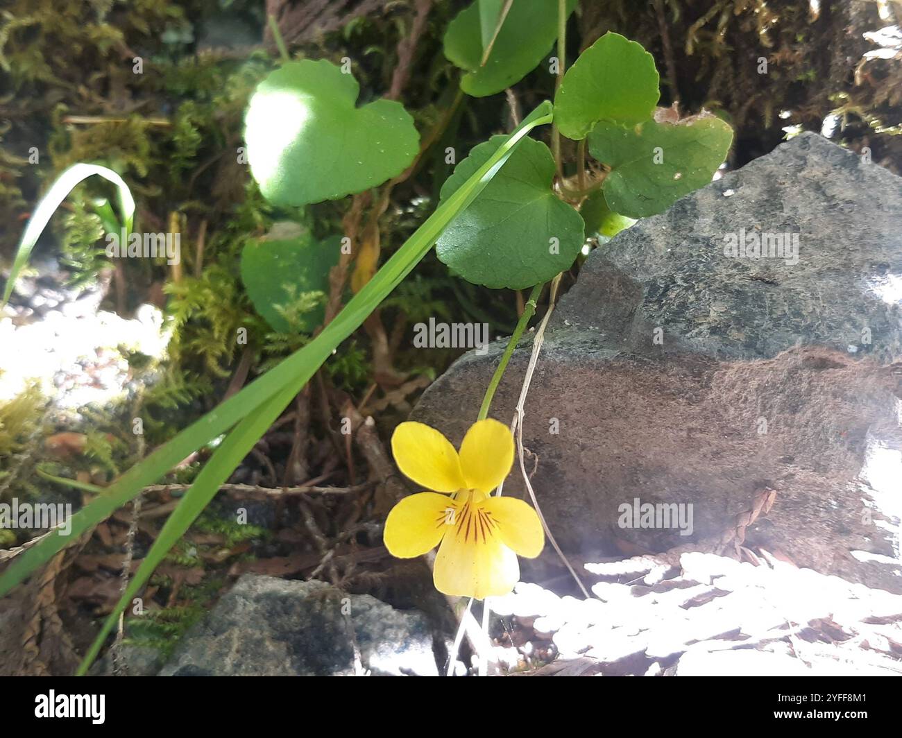 Redwood violet hi-res stock photography and images - Alamy